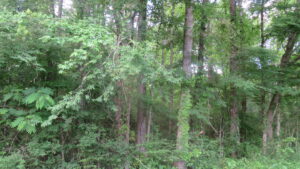 Adams Realty Kosciusko